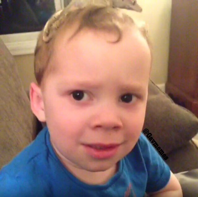 Gavin Blank Template - Imgflip