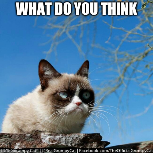 Grumpy cat snow - Imgflip