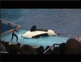 Orca spin - Imgflip