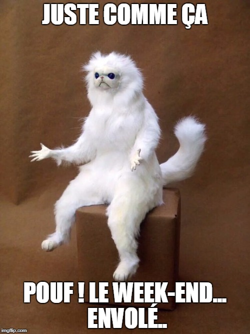 WTF Cat-Thing - Imgflip