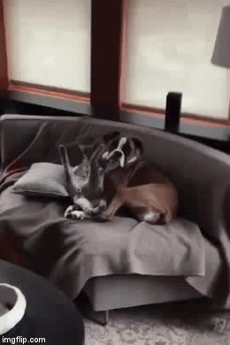 Excuse me, some privacy, please! =^.^= - Imgflip