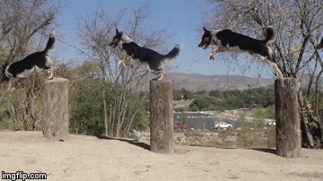 Infinite dog loop! - Imgflip