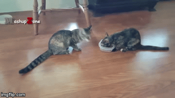 Moar FOOOOOD! - Imgflip