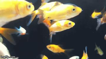 Tropical Fish - Imgflip