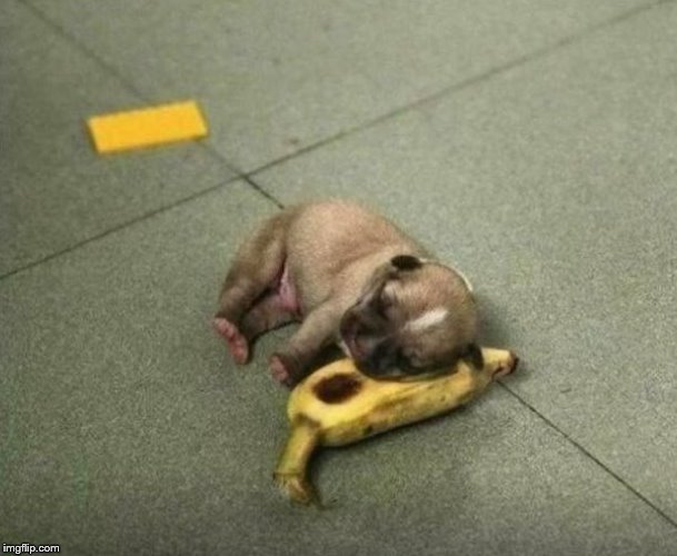 A little baby Smol Pupper Napping on a Banana - Imgflip