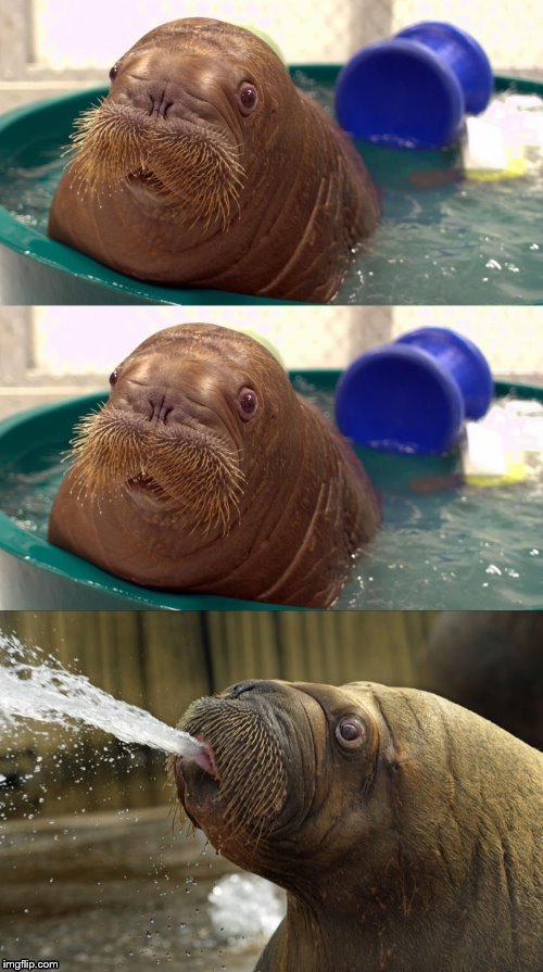 Walrus Pun - Imgflip