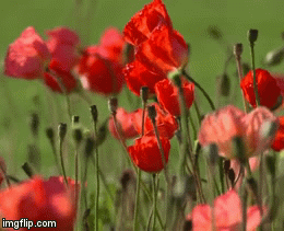 Row on row - Imgflip