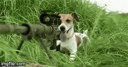 Epic Gun-play Between Dog & Squirrel! (ง︡'-'︠)ง - Imgflip