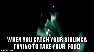 hot diggity dog - Imgflip