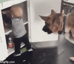 Dog Is Probably Saying- "Oh man, this little human is the best!" ≧ ≦ ...