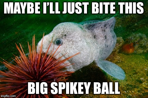 Image tagged in memes,funny - Imgflip