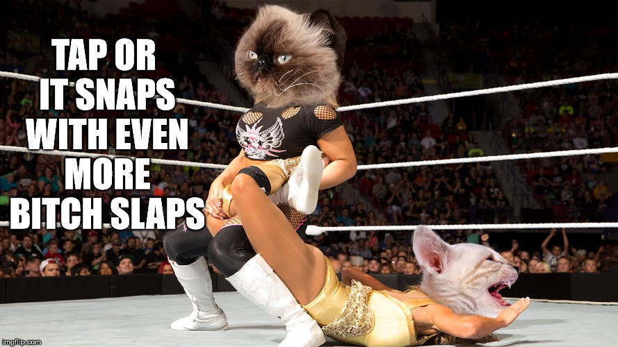 Feline Throw Down - Imgflip