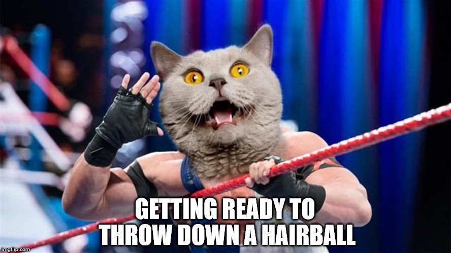 Feline Throw Down - Imgflip