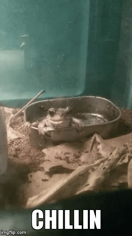 Dat swag chill frog - Imgflip