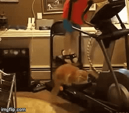Cat Cardio .... Human Doing All The Work! ≧^ ^≦ - Imgflip