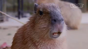 Animated GIF - Imgflip