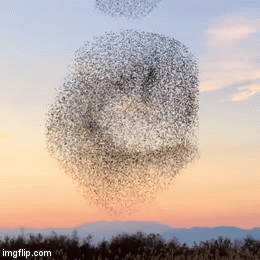 Birds in flight! (art week a jbmemegeek and sir_unknown event) - Imgflip