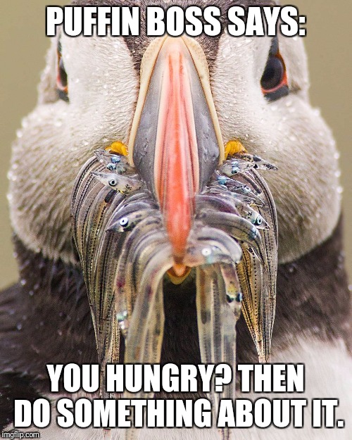 Puffin Boss - Imgflip