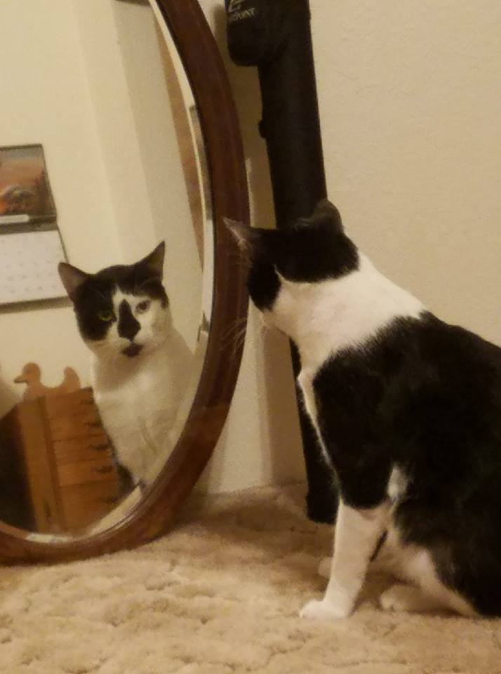 Mirror Image Latest Memes Imgflip