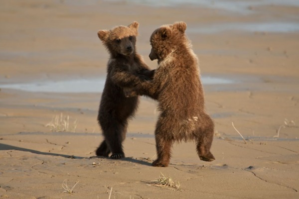 Dancing Bears Memes Imgflip
