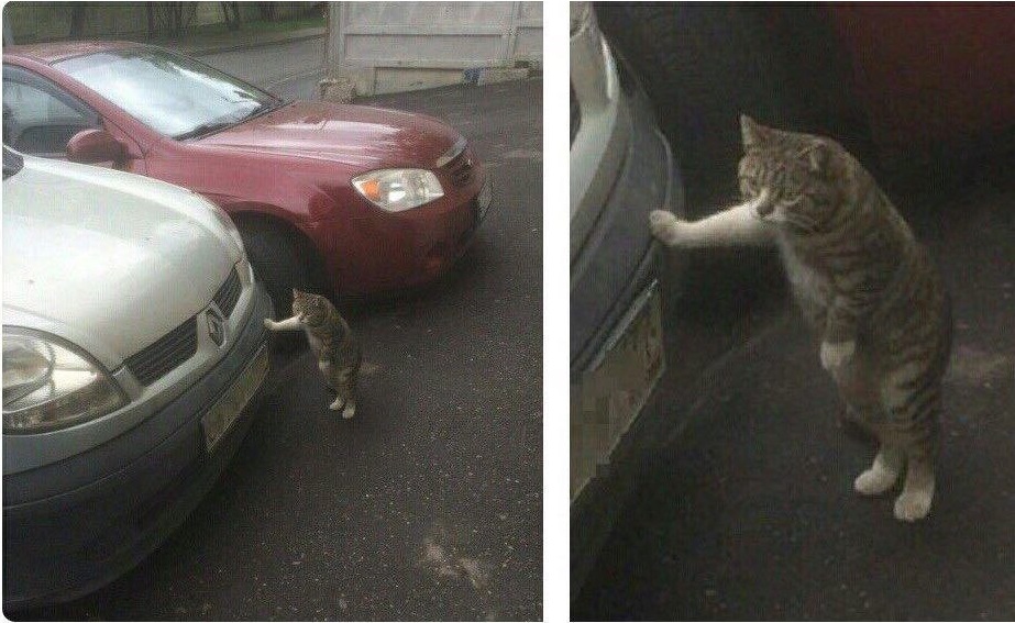 Tired Cat Blank Template Imgflip