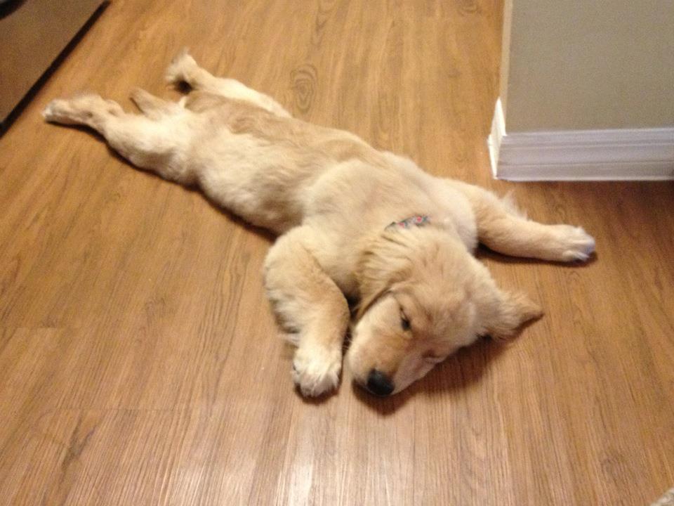 Sleeping Puppy Blank Template Imgflip