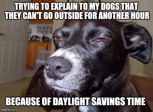 Suspicious dog - Imgflip