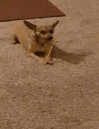 Devil dog - Imgflip