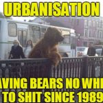 City Bear Meme Generator - Imgflip