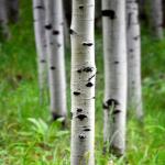 Birch Meme Generator - Imgflip