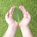 leaf Meme Generator - Imgflip