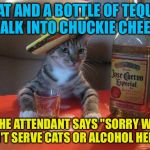 alcohol cat Meme Generator - Imgflip