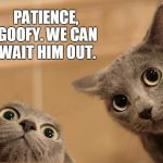 Startled Cats Meme Generator - Imgflip