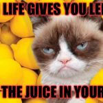 Grumpy Cat lemons Meme Generator - Imgflip
