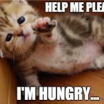Help Me Kitten Meme Generator - Imgflip