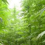 hempy Meme Generator - Imgflip