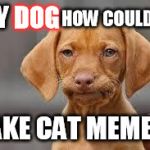 Disappointed Dog Meme Generator - Imgflip