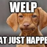 Disappointed Dog Meme Generator - Imgflip