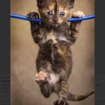 Cats Meme Generator - Imgflip