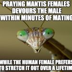 Praying Mantis Head Meme Generator - Imgflip
