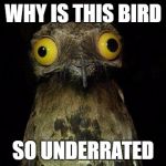 Weird Stuff I Do Potoo Meme Generator - Imgflip