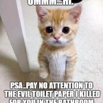 Cute Cat Meme Generator - Imgflip