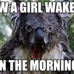 Angry Koala Blank Meme Template - Imgflip