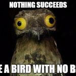 Weird Stuff I Do Potoo Blank Meme Template - Imgflip