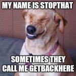 funny dog Meme Generator - Imgflip