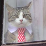 Embassy Cat Meme Generator - Imgflip