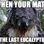 Angry Koala Blank Meme Template - Imgflip