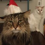 Cats Meme Generator - Imgflip