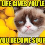 Grumpy Cat lemons Meme Generator - Imgflip