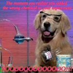 I Have No Idea What I Am Doing Dog Meme Generator - Imgflip